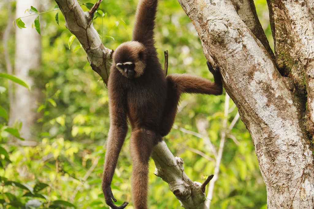 Bornean White-bearded Gibbon in April 2024 by kristypayne_ · iNaturalist