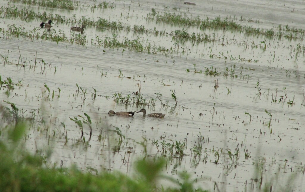 Blue-winged Teal from Colorado County, TX, USA on April 28, 2024 at 05: ...