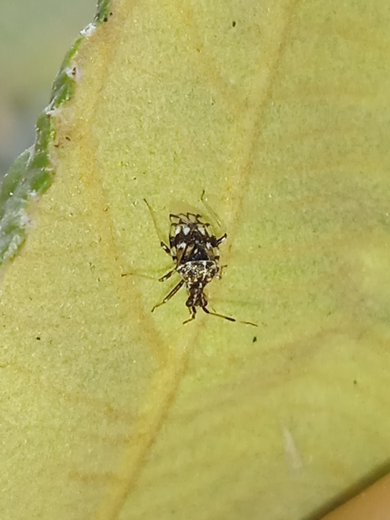 Stethoconus praefectus from Cumaná, Sucre, VE on April 25, 2024 at 02: ...