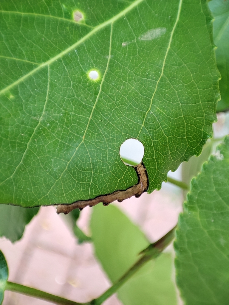 Tachyerges empopulifolis from Beijing, Beijing, CN on April 12, 2024 at ...
