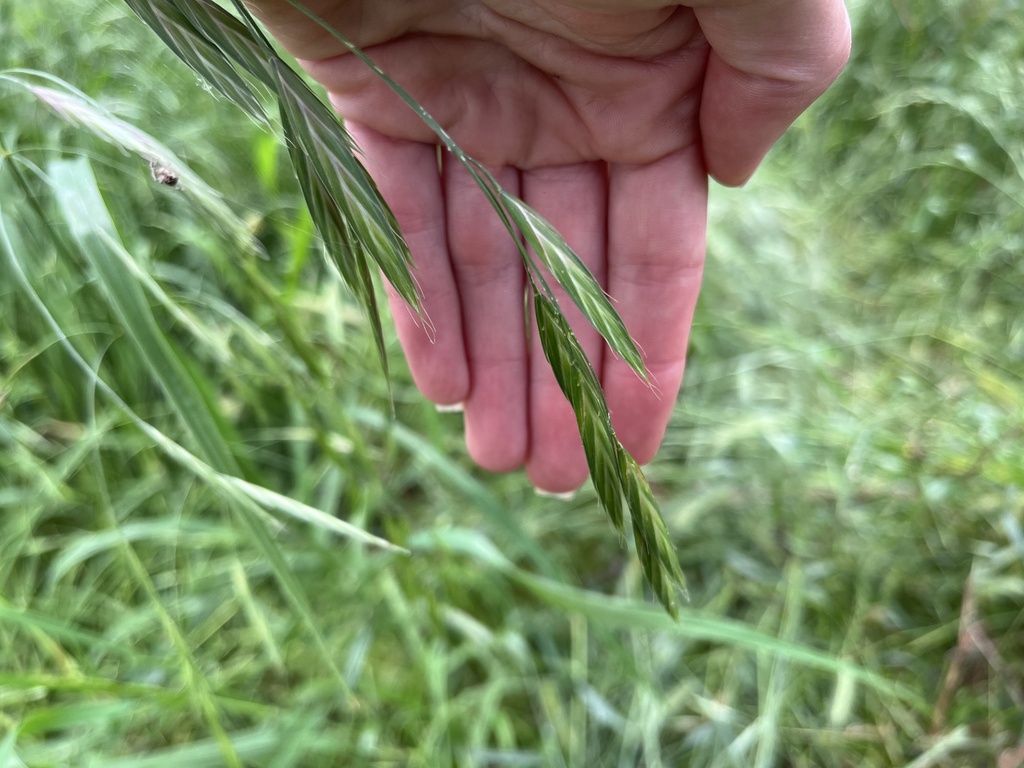 Rescue Brome from Tarcutta, NSW, AU on October 20, 2022 at 11:16 AM by ...
