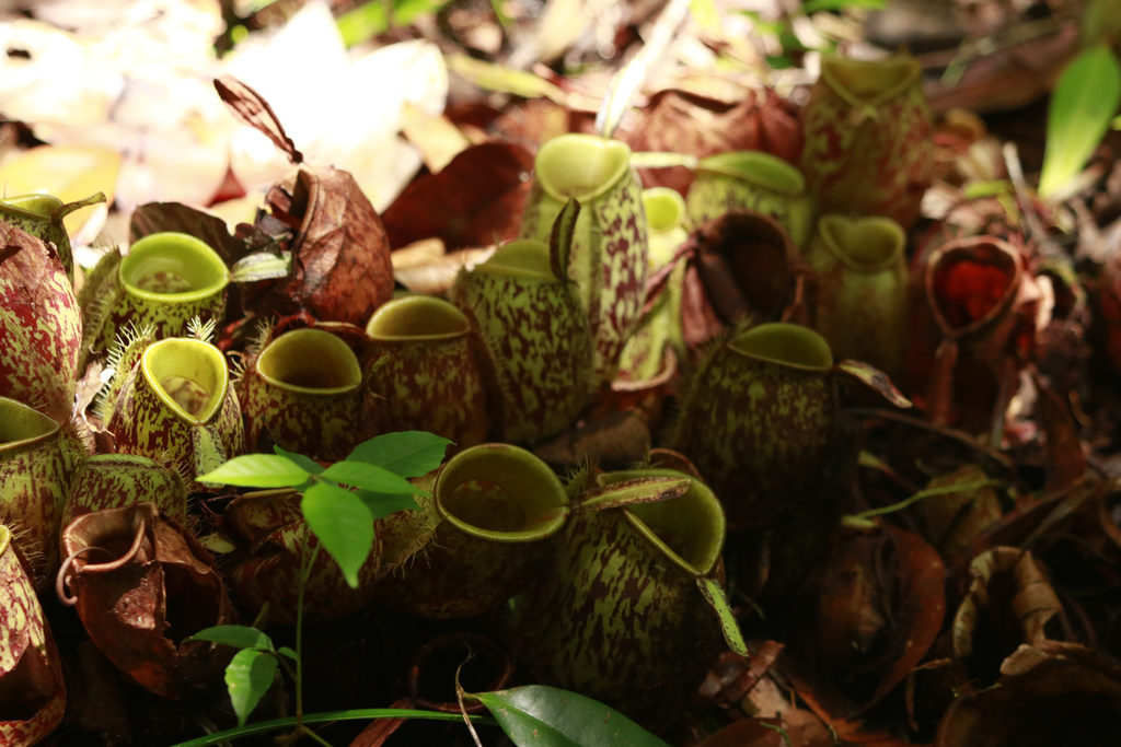 flask-shaped pitcher plant from Tanjung Puting National Park, Kabupaten ...