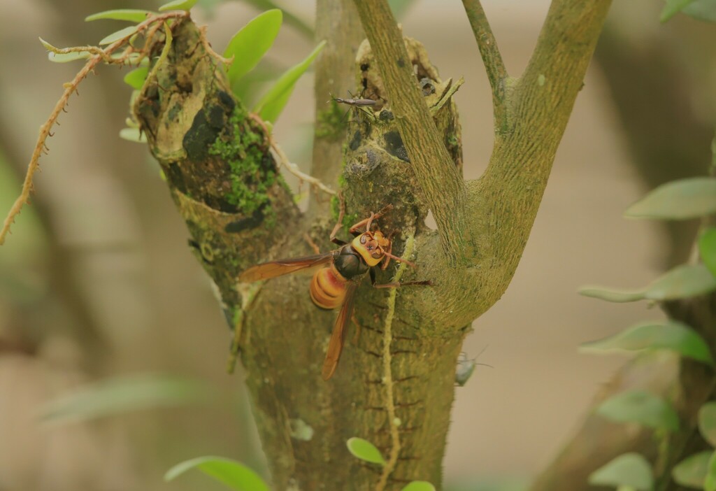 Southern Giant Hornet from 香港大埔大埔滘自然護理區 on April 29, 2024 at 02:48 PM ...