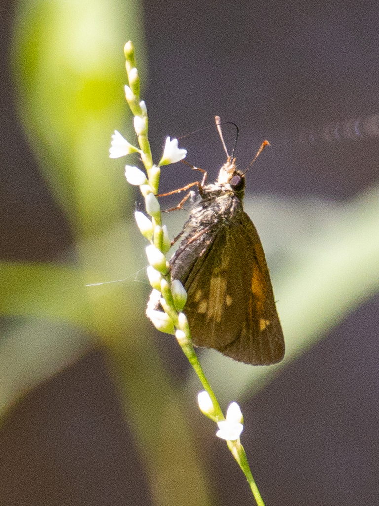 Broad-winged Skipper from Houston Museum District, Houston, TX, USA on ...