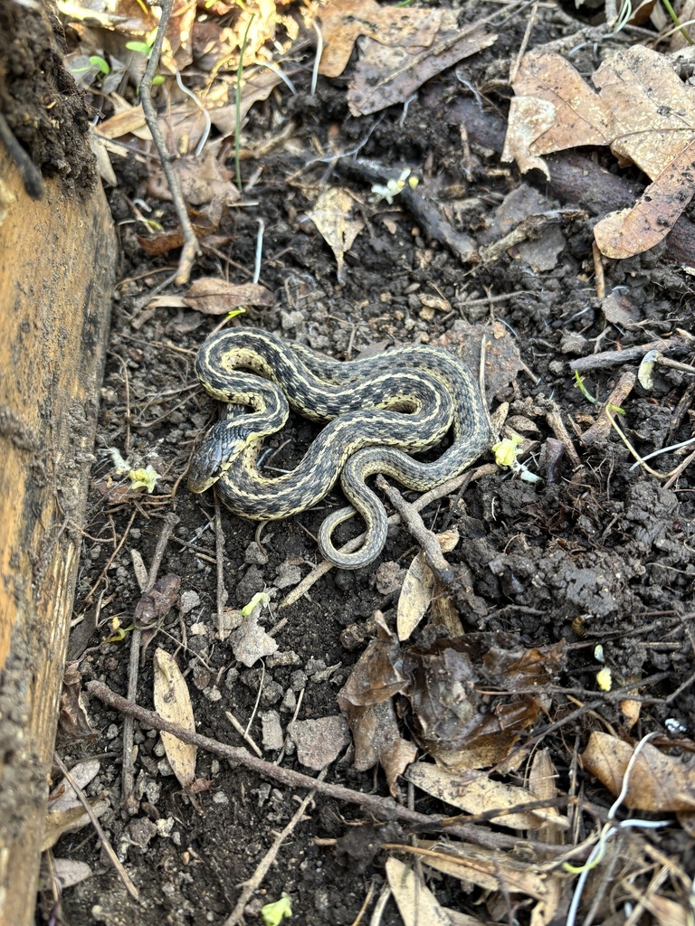 Common Garter Snake from University of Delaware, Newark, DE, US on ...