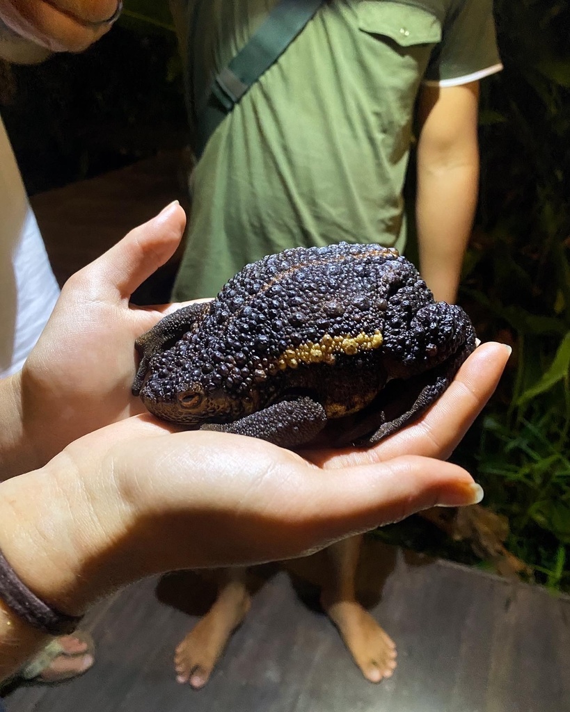 False Toad from Borneo, Kabupaten Kotawaringin Barat, Central ...