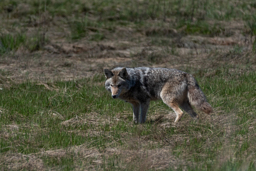 Coyote from Richmond, BC, Canada on April 30, 2024 at 02:32 PM by ...