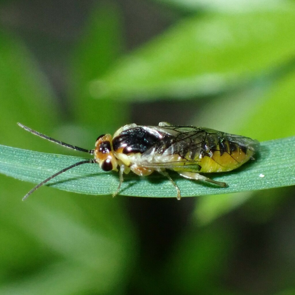 Locust Sawfly in April 2024 by William Pixler · iNaturalist