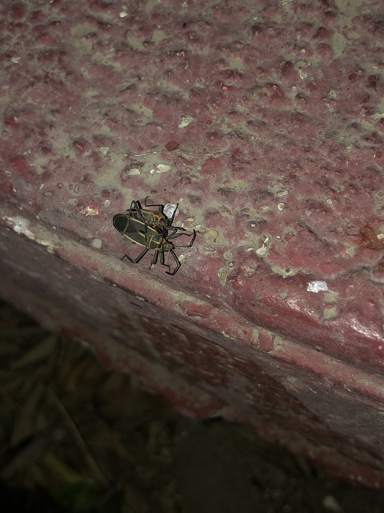 Stenomacra marginella from Tecámac, MX-MX, MX on April 29, 2024 at 09: ...