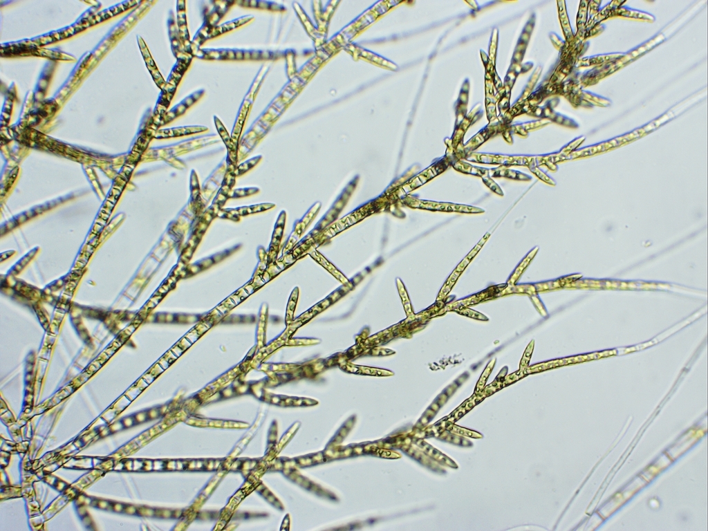 (Stigeoclonium lubricum) - Botanical Realm