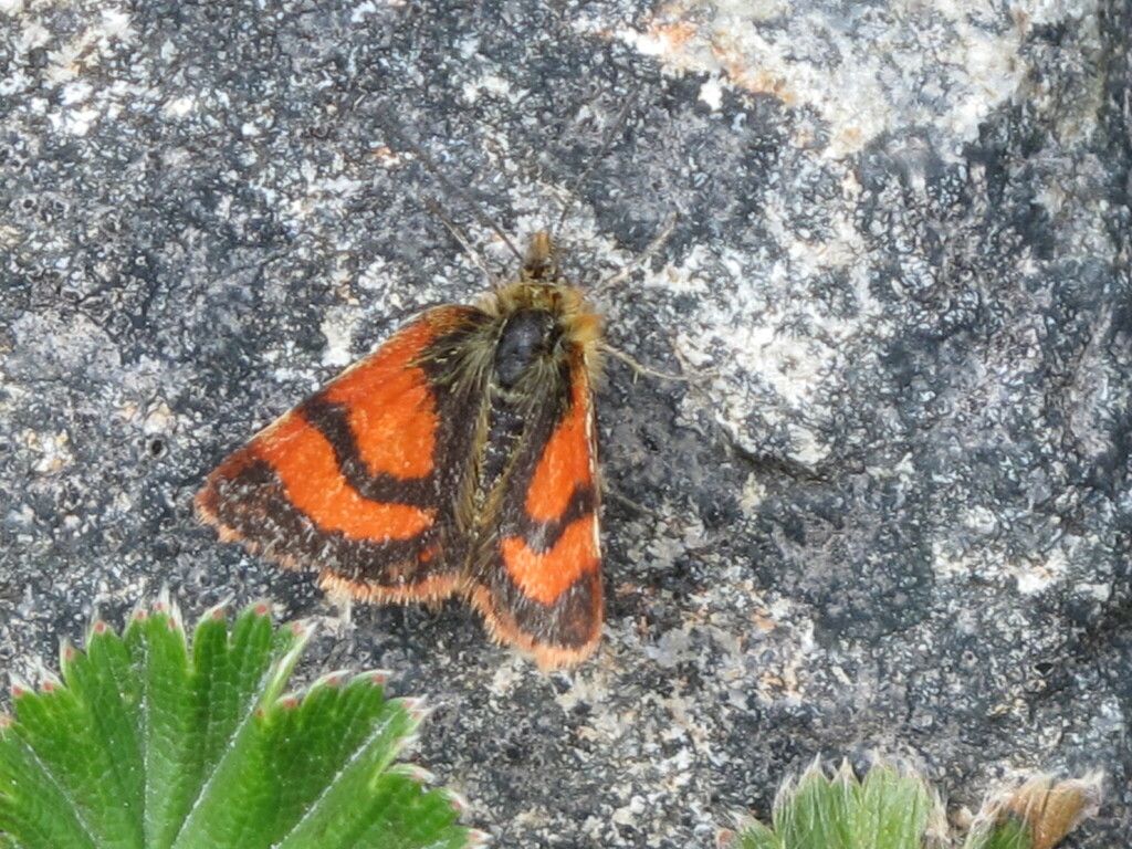 Butterflies and Moths from Cuenca, Ecuador on July 13, 2021 at 01:55 PM ...