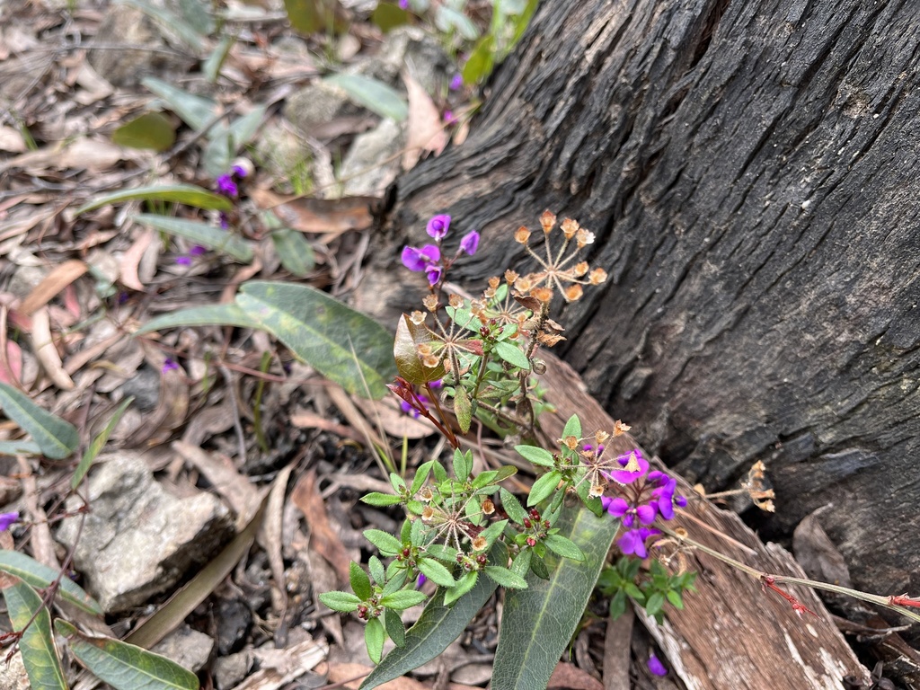 pomax from Warri, NSW, AU on October 26, 2022 at 05:08 PM by Donna ...