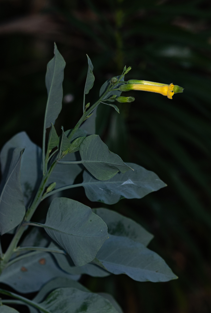 tree tobacco from San Ignacio, Sin., México on April 26, 2024 at 02:00 ...