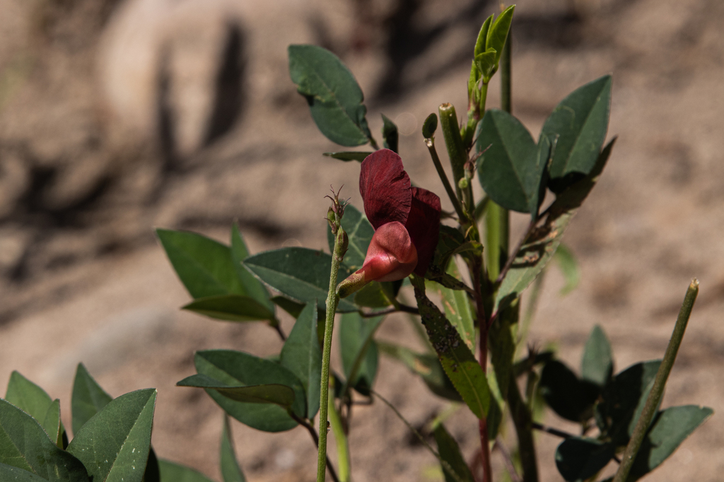 Phasey Bean from San Ignacio, Sin., México on April 26, 2024 at 02:04 ...