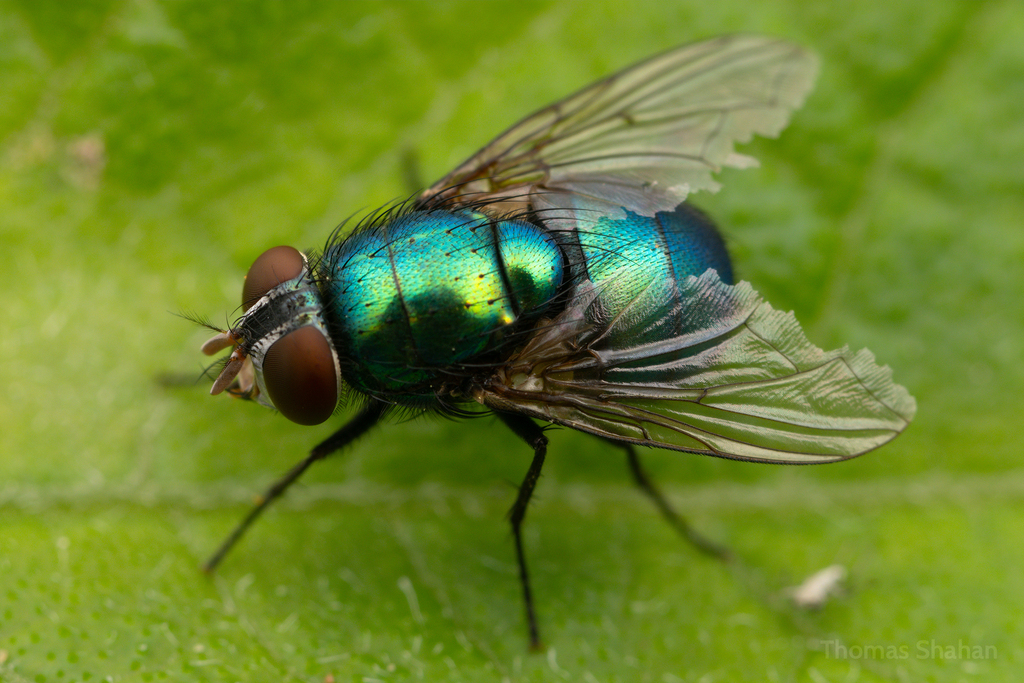 Greenbottle Flies in April 2024 by Thomas Shahan · iNaturalist
