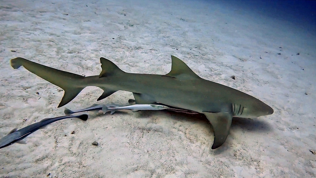 Sicklefin Lemon Shark (Negaprion acutidens) - Marine Life Identification