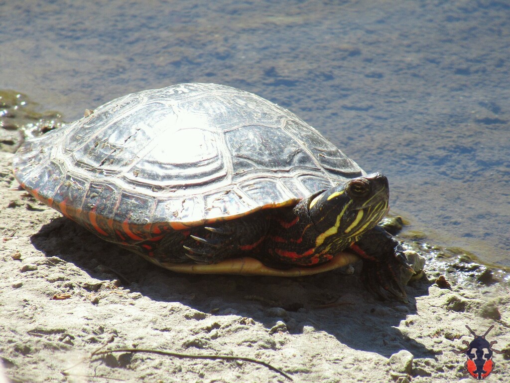 Midland Painted Turtle from Concord, Vaughan, ON L4K, Canada on April ...