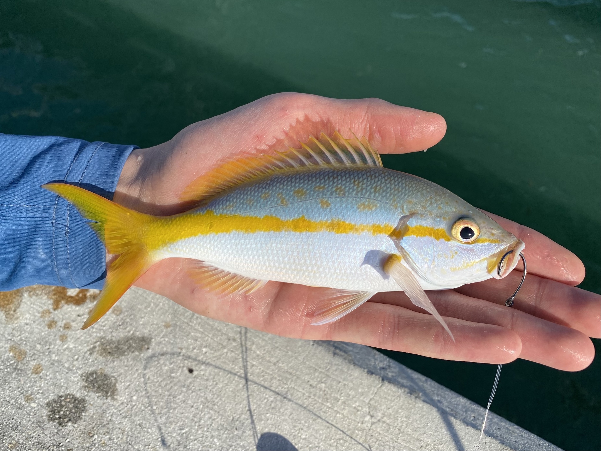Yellowtail Snapper Images Giant Yellowtail Snapper Angling