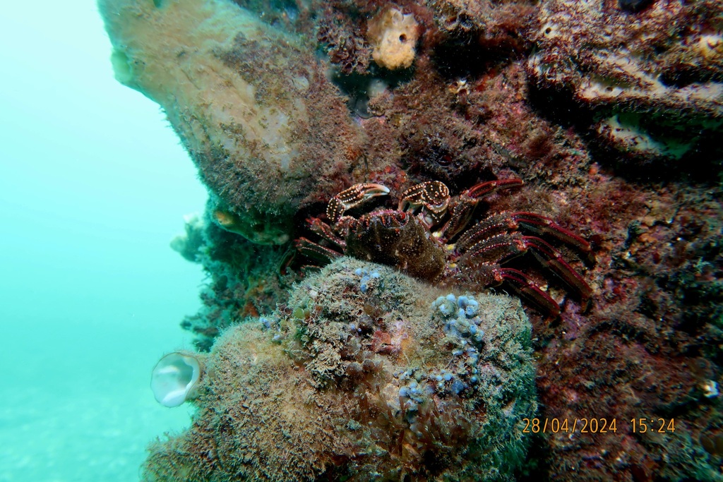 Red Rock Crab from Rapid Bay jetty South Australia on April 28, 2024 at ...