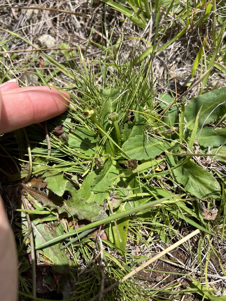 Solenogyne from Bredbo, NSW, AU on November 16, 2022 at 01:00 PM by ...