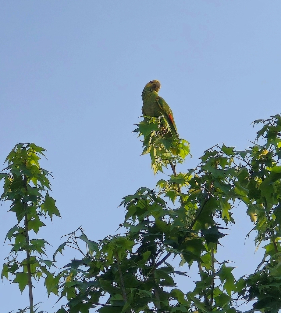 Yellow-headed Parrot in April 2024 by Isaías Caamaño Rodríguez ...