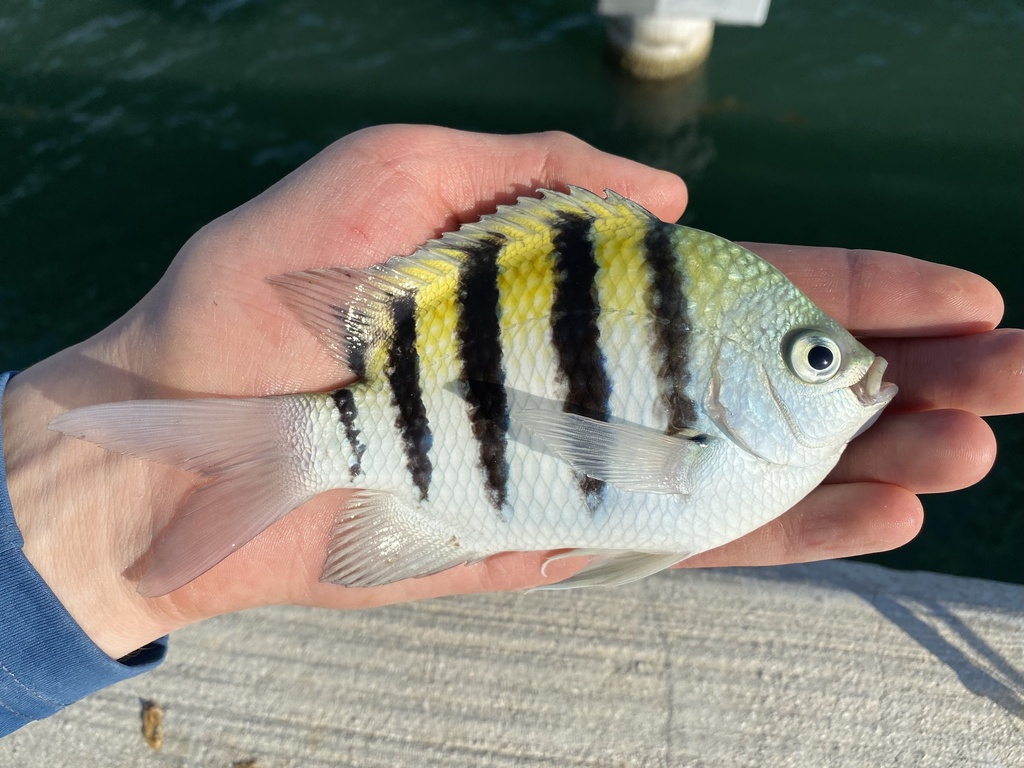 Atlantic Sergeant Major (Abudefduf saxatilis) - Marine Life Identification