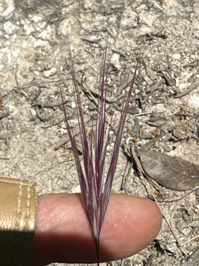 Red Brome from San Dieguito River Park, San Diego, CA, US on April 29 ...