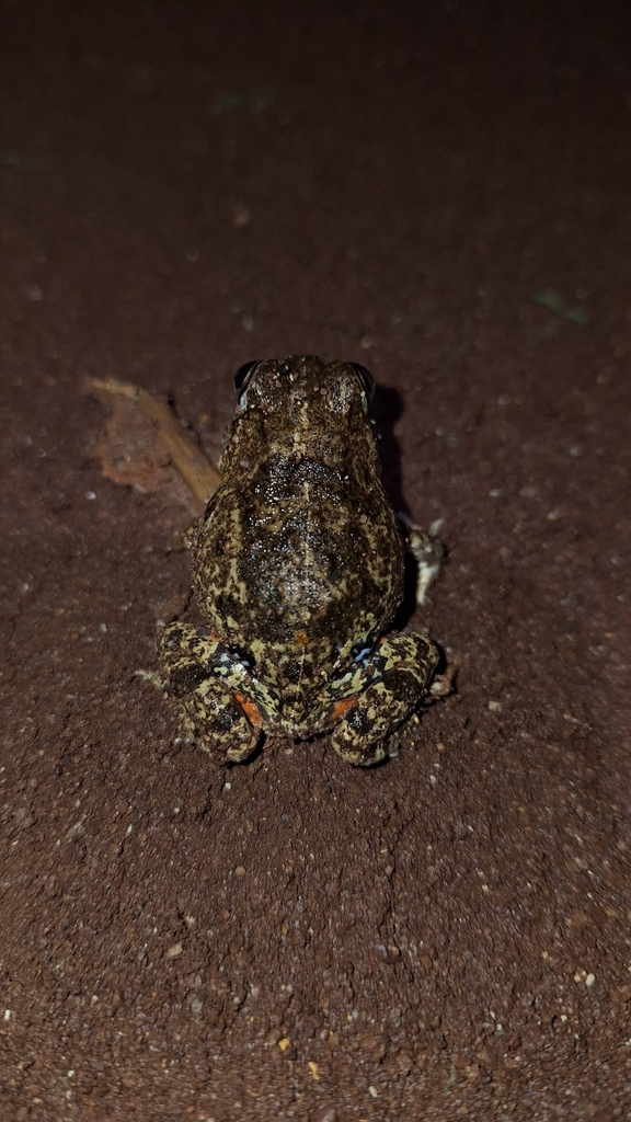 Colombian Four-eyed Frog from 33JF+652, Santiago, Provincia de Veraguas ...