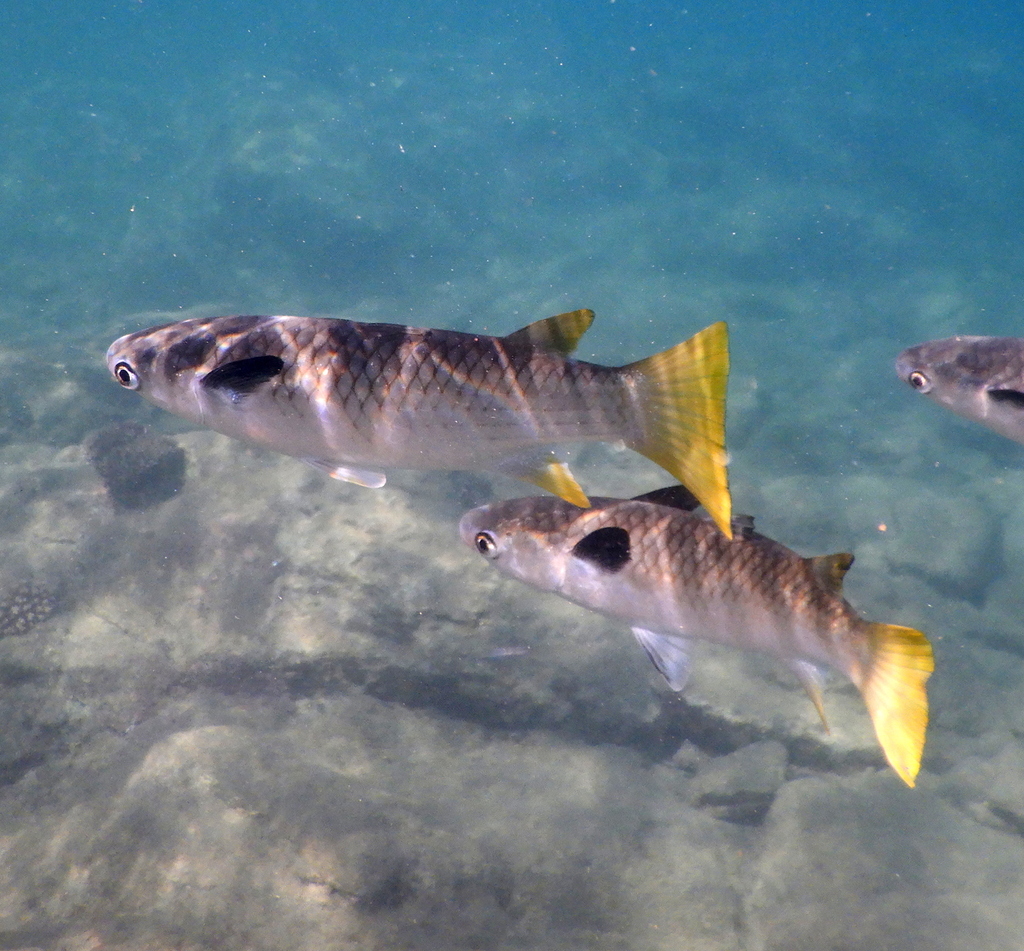 Squaretail Mullet (Pocket guide to fauna of Hamilton Island, QLD ...