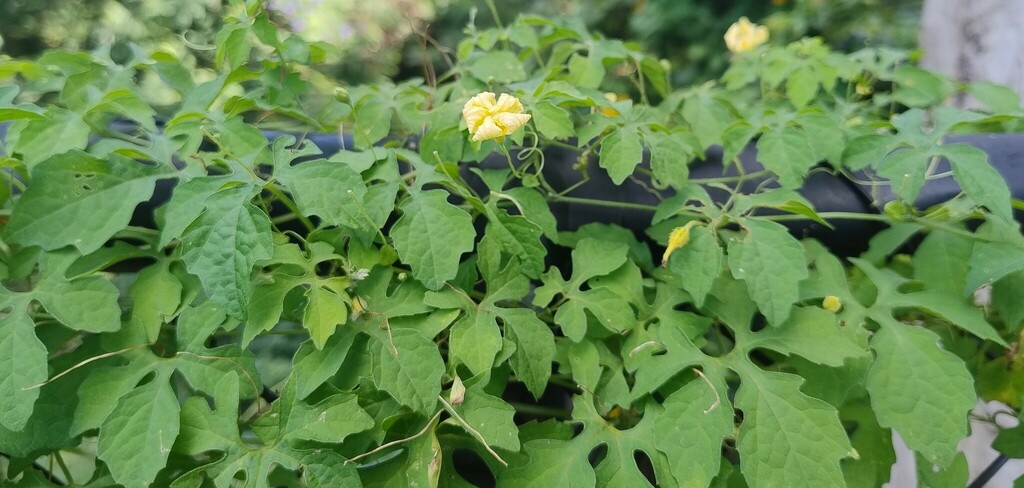Momordica charantia charantia from Landsborough QLD 4550, Australia on May 1, 2024 at 01:25 PM ...
