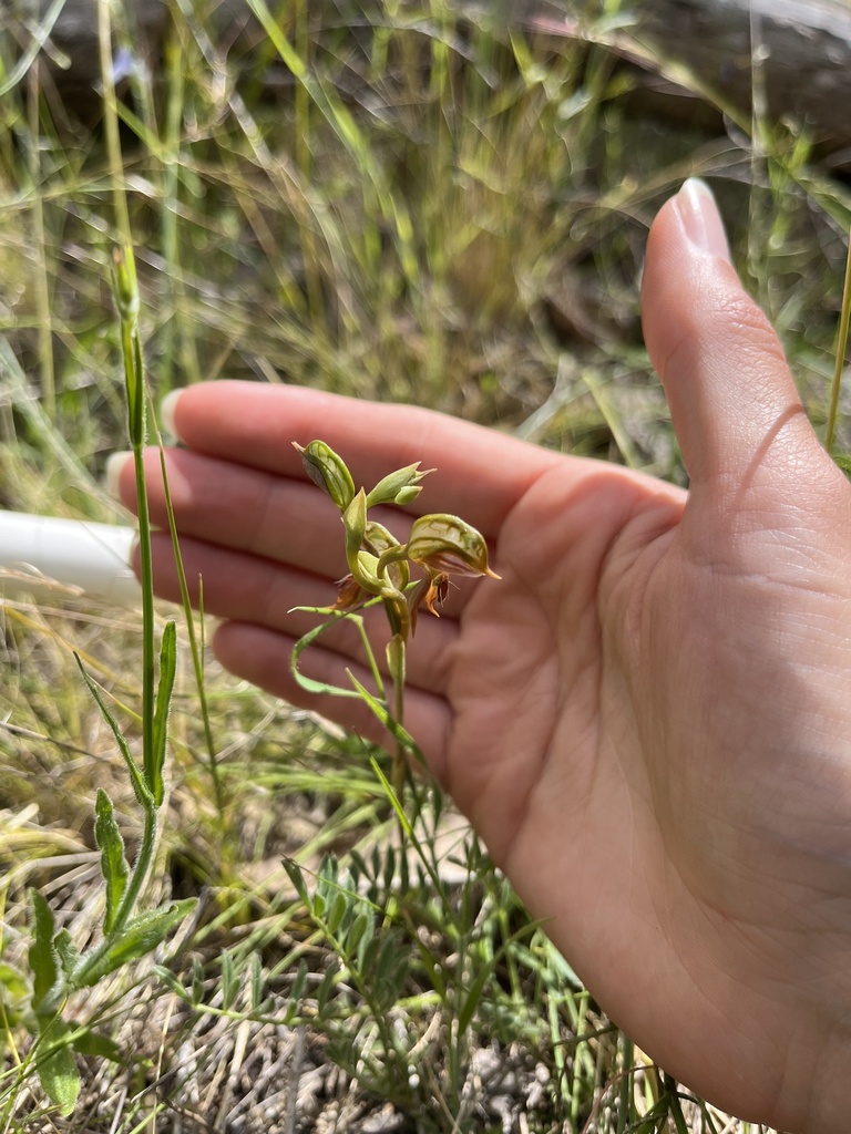 Slender Ruddyhood from Bredbo, NSW, AU on November 17, 2022 at 01:57 PM ...