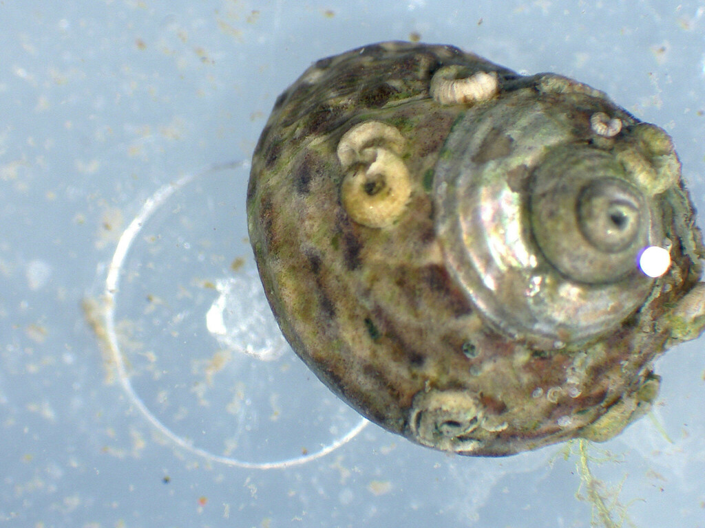 Southern ribbed top snail from Avalon Coastal Reserve, Avalon VIC 3212 ...
