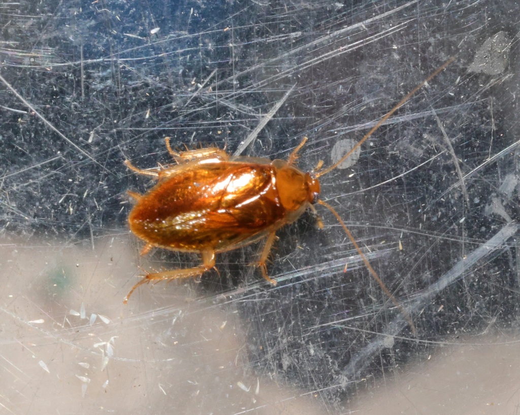 Anaplecta from The Peak, Hong Kong on April 28, 2024 at 08:42 PM by sk2 ...