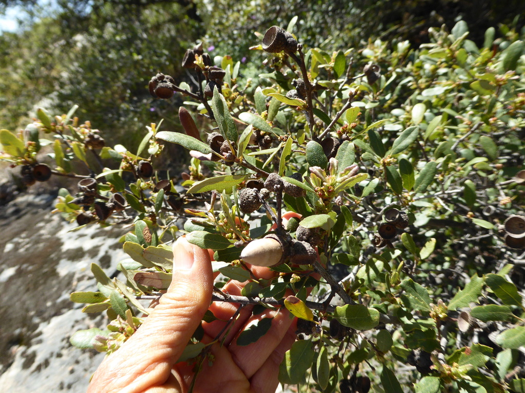 Torrey's Hybrid Oak from Campo, CA 91906, USA on April 29, 2024 at 11: ...