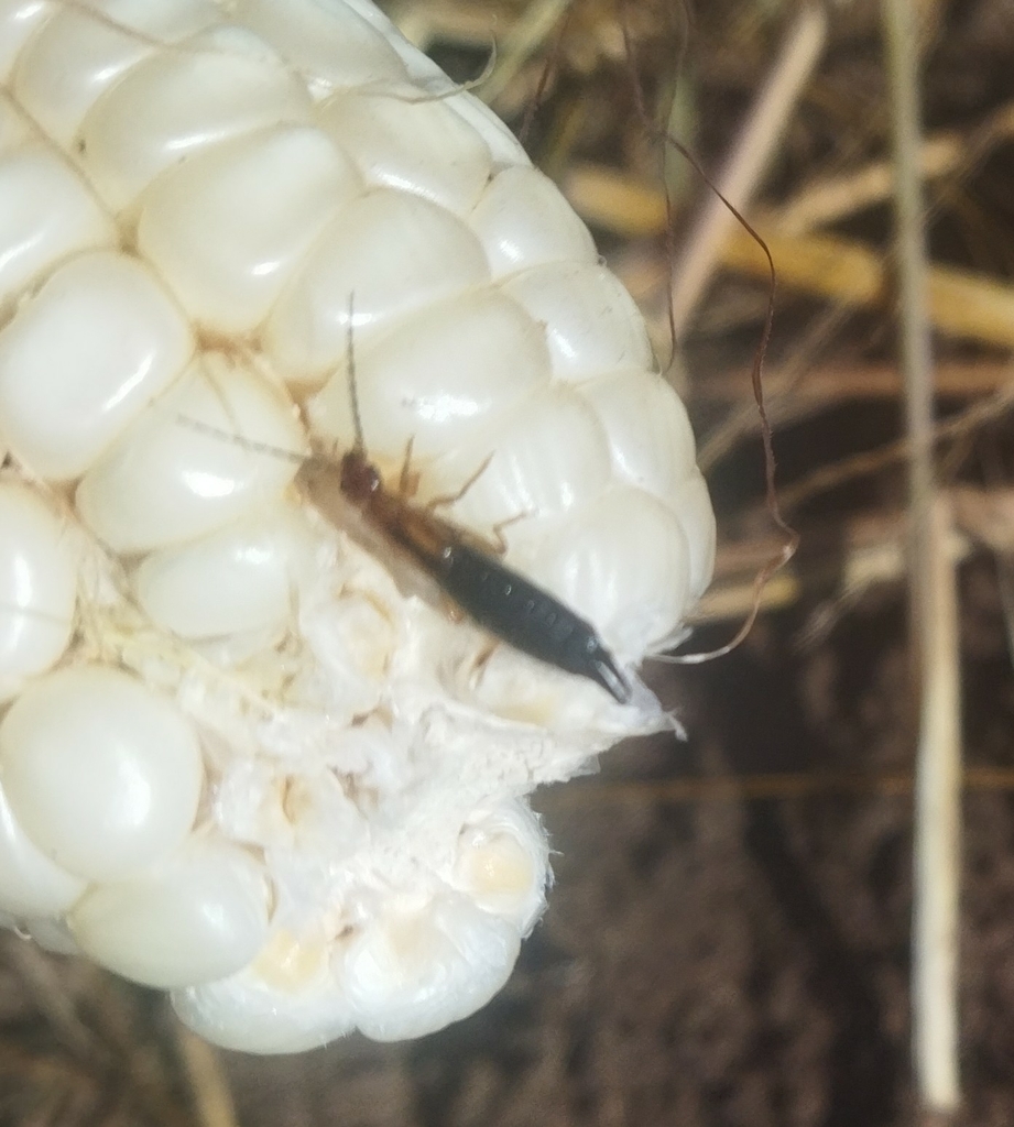 African Common Earwig from Lilongwe, Malawi on April 30, 2024 at 09:45 ...