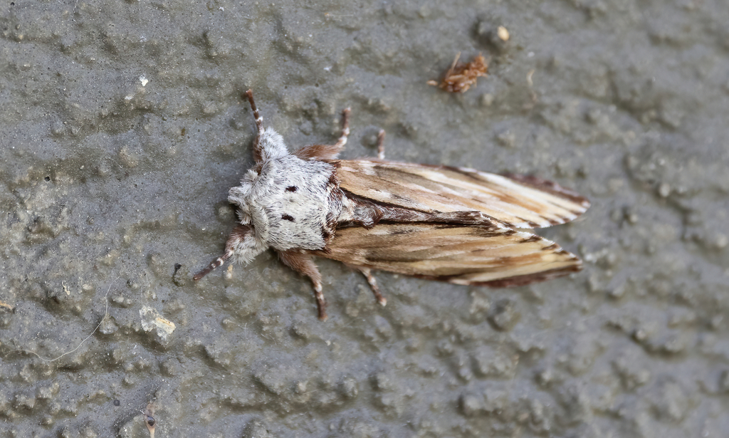 Gadirtha impingens from Bontoc, Mountain Province, Philippines on March ...