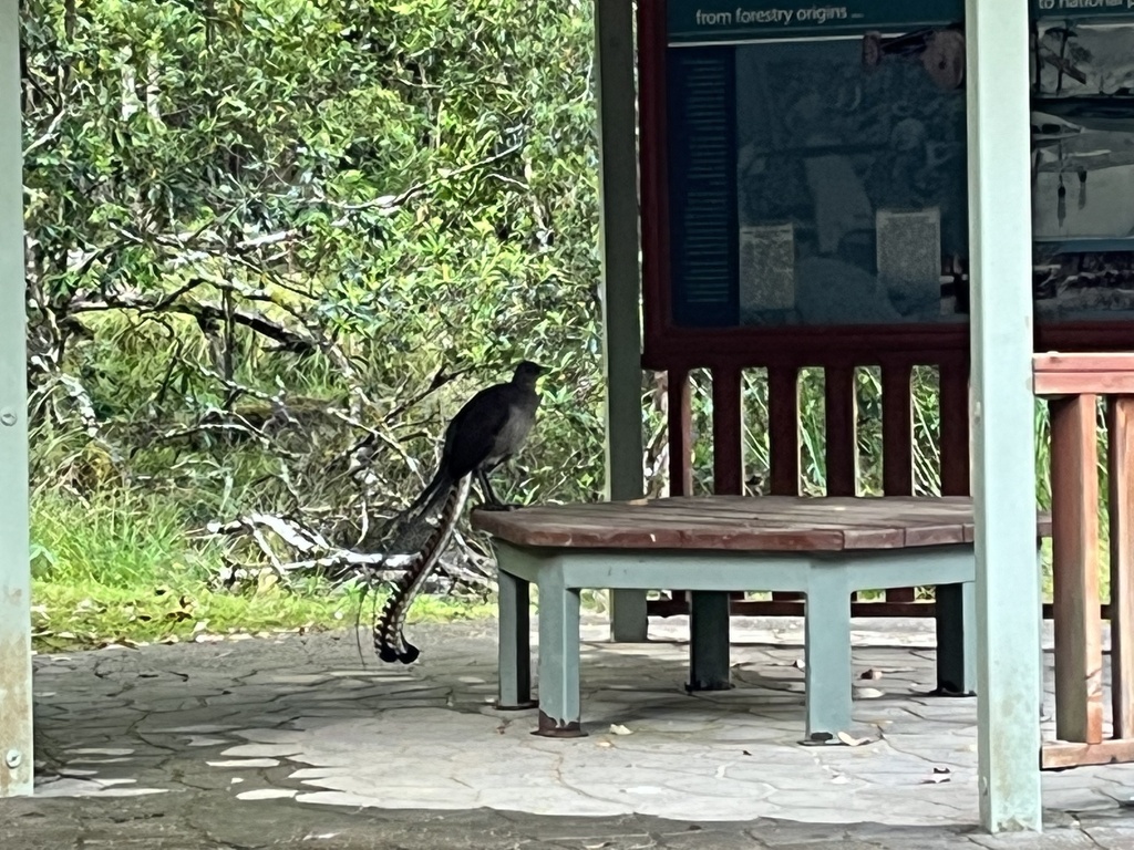 Superb Lyrebird from Barrington Tops National Park, Invergordon, NSW ...