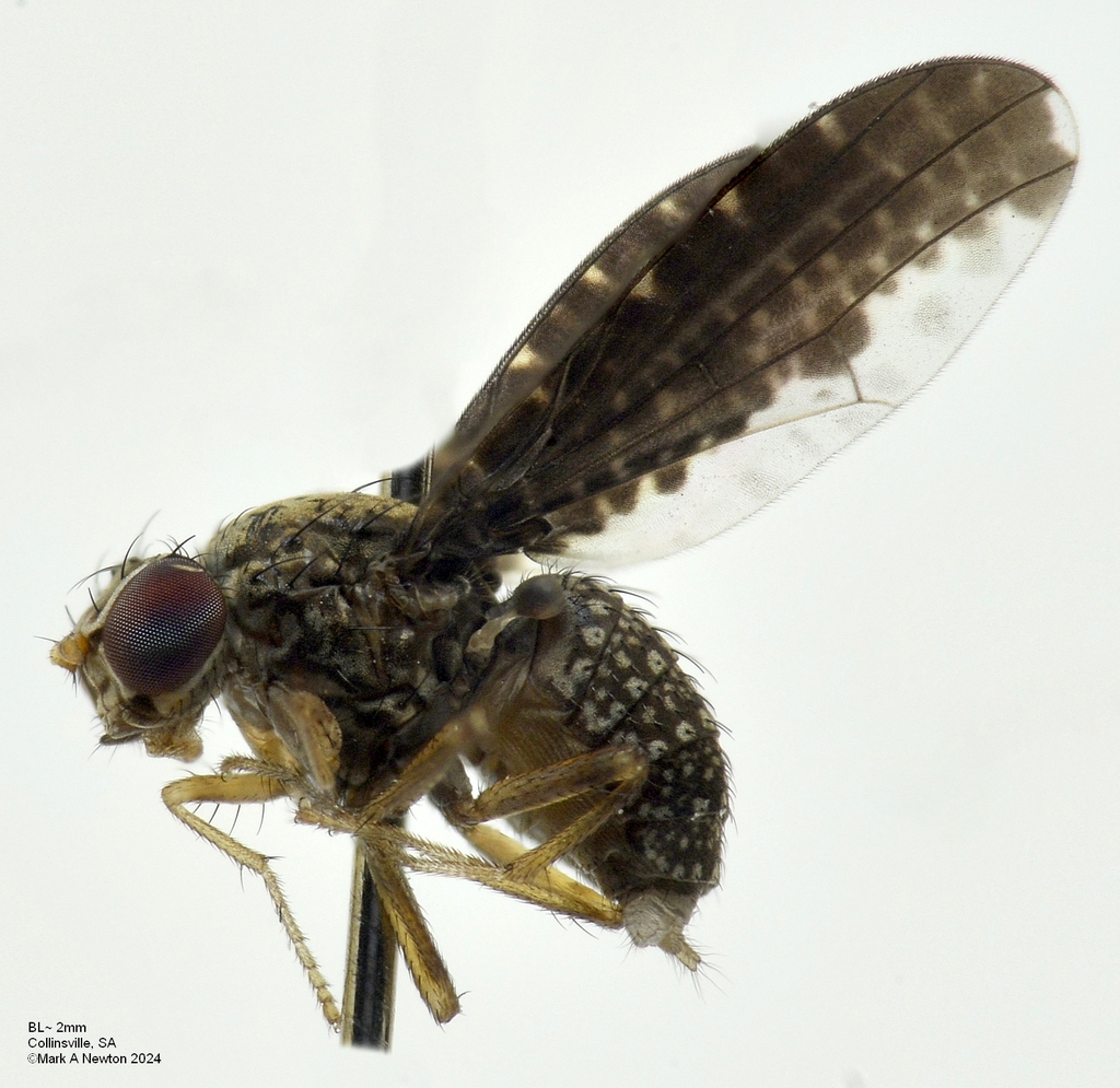 Acalyptrate Flies from Collinsville SA 5418, Australia on May 1, 2024 ...