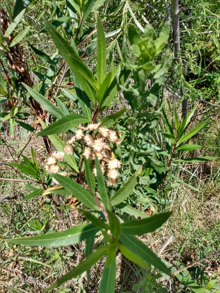 mule fat from Colorado Lagoon, Long Beach, CA 90814, USA on April 27 ...