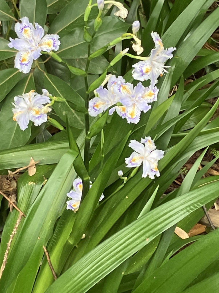 Fringed Iris from 旭町3丁目, 金沢市, 石川県, JP on May 1, 2024 at 02:24 PM by nigatsu · iNaturalist