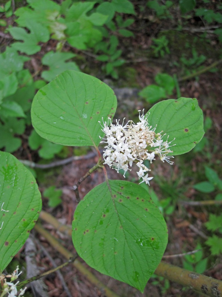 Round-leaved Dogwood (Cornus rugosa) - Botanical Realm