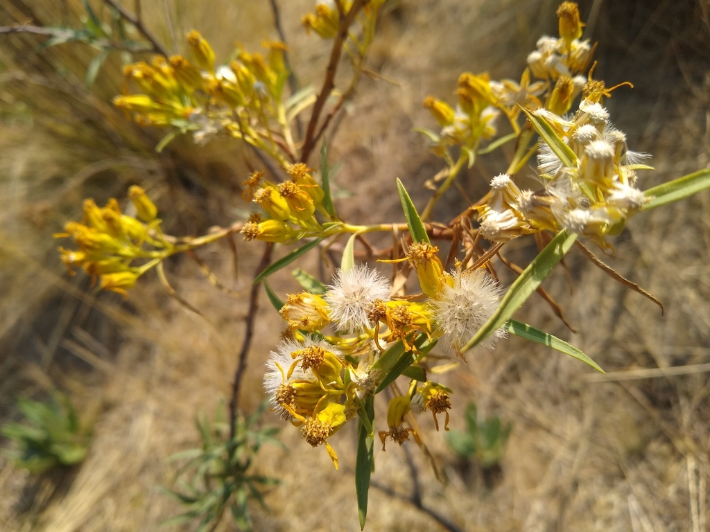 Willow Ragwort from 12923 CDMX, México on April 29, 2024 at 09:20 AM by ...