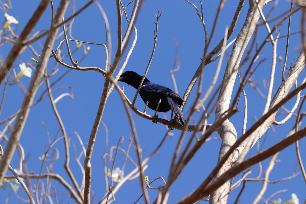 Purplish-backed Jay from San Ignacio, Sin., México on April 27, 2024 at ...