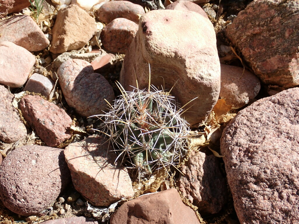 Long-tubercled Cory Cactus in April 2024 by Moses Michelsohn · iNaturalist