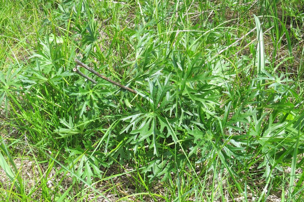 Meadow Checker-mallow from Howard Buford Recreation Area, Eastern ...