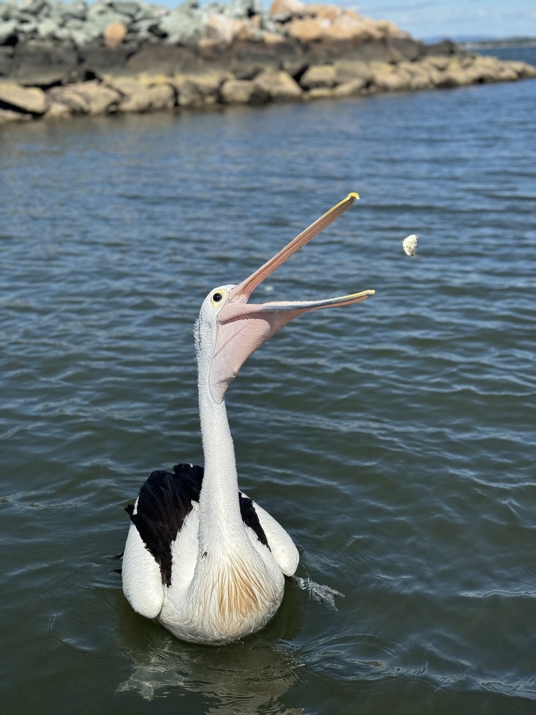 Australian Pelican from Pelican Park, Clontarf, QLD, AU on May 1, 2024 ...