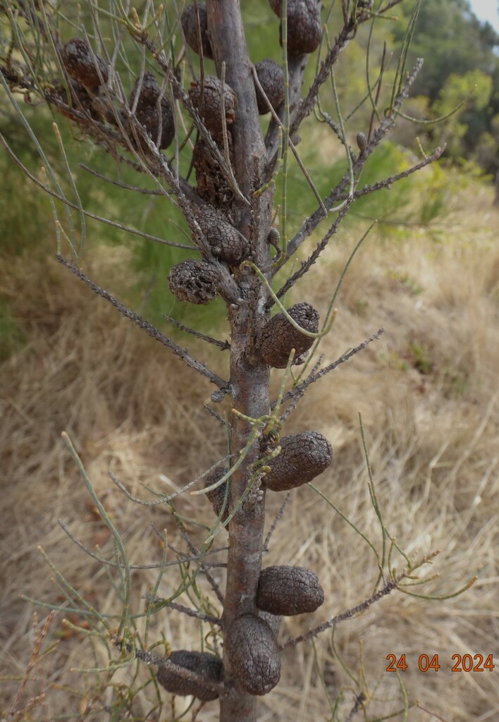 dwarf sheoak from Perth WA, Australia on April 24, 2024 at 01:40 PM by ...