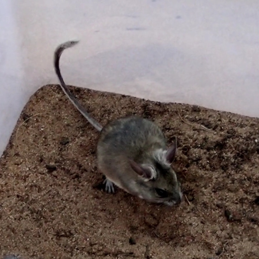 Mitchell's Hopping Mouse in April 2024 by spacelargo. Caught and ...