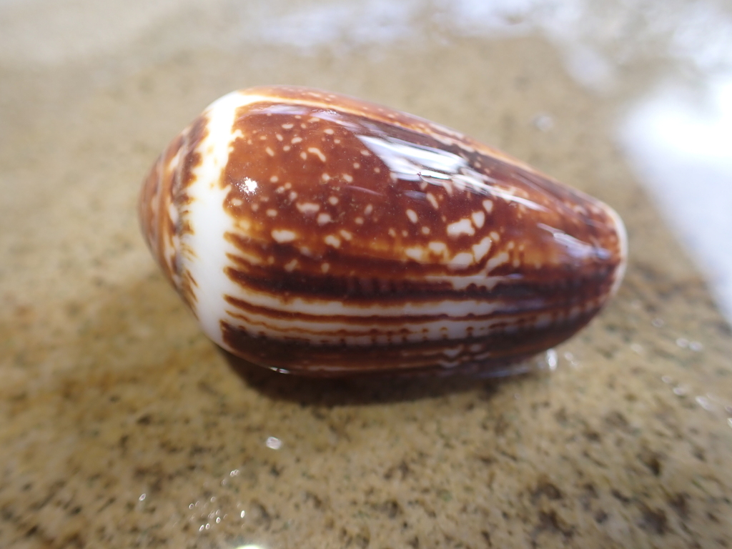 Conus from Karang Asem, ID-BA, ID on May 1, 2024 at 11:25 AM by ...