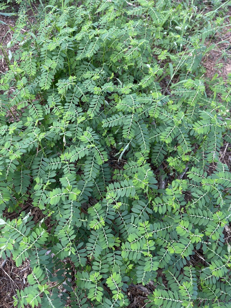 Phyllanthus from James Cook University - Smithfield Campus, Smithfield ...